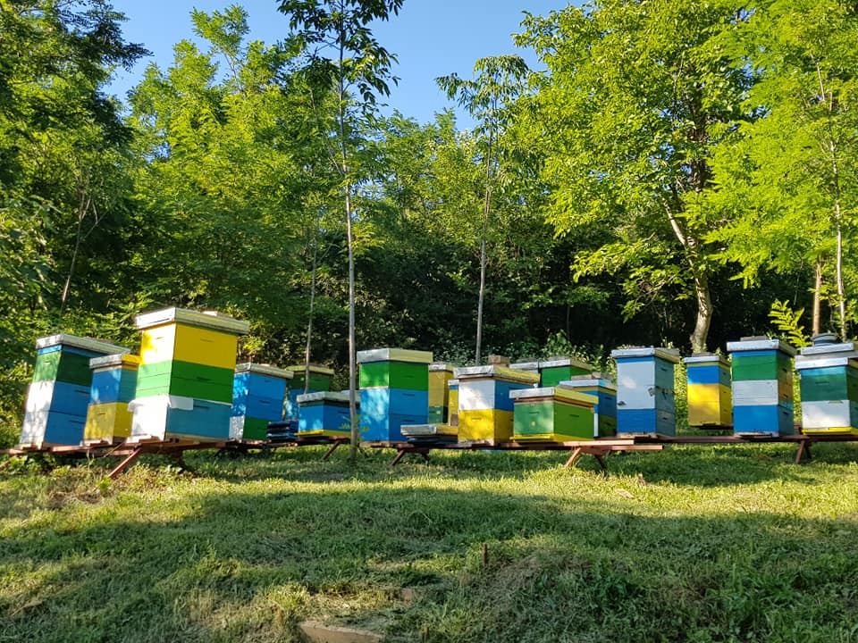 Apiterapija - Lečenje pčelama i pčelinjim proizvodima